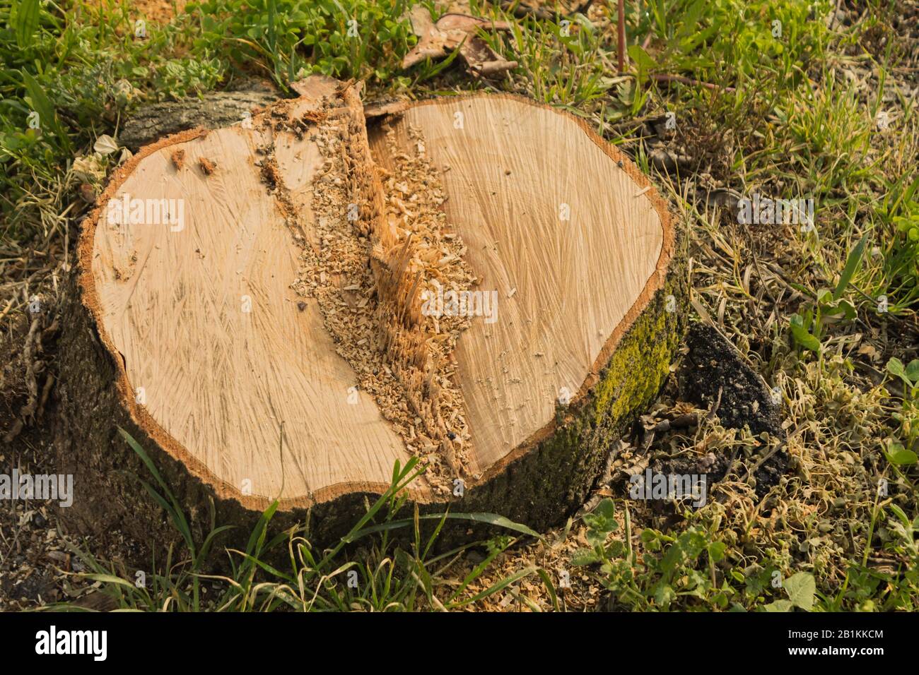 stump cut into a heart shape Stock Photo - Alamy