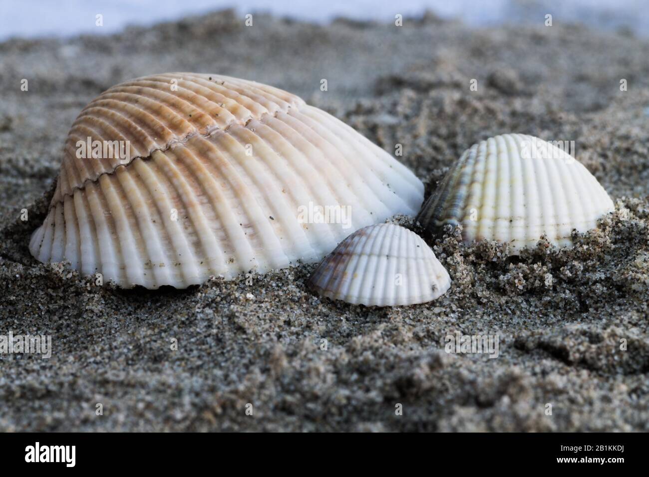 Pearl oyster shell hi-res stock photography and images - Alamy