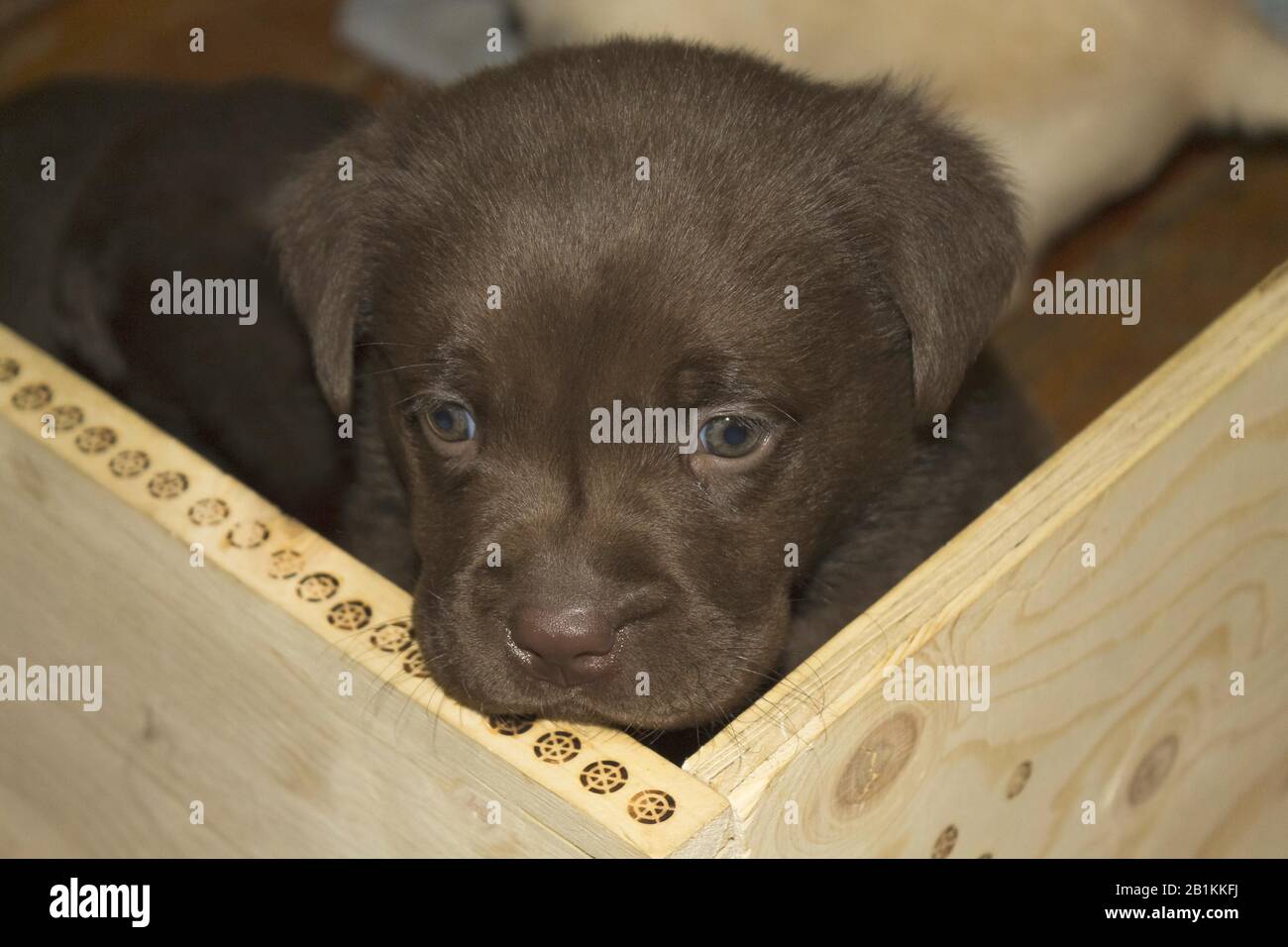 brown labrador breed puppy dog Stock Photo - Alamy