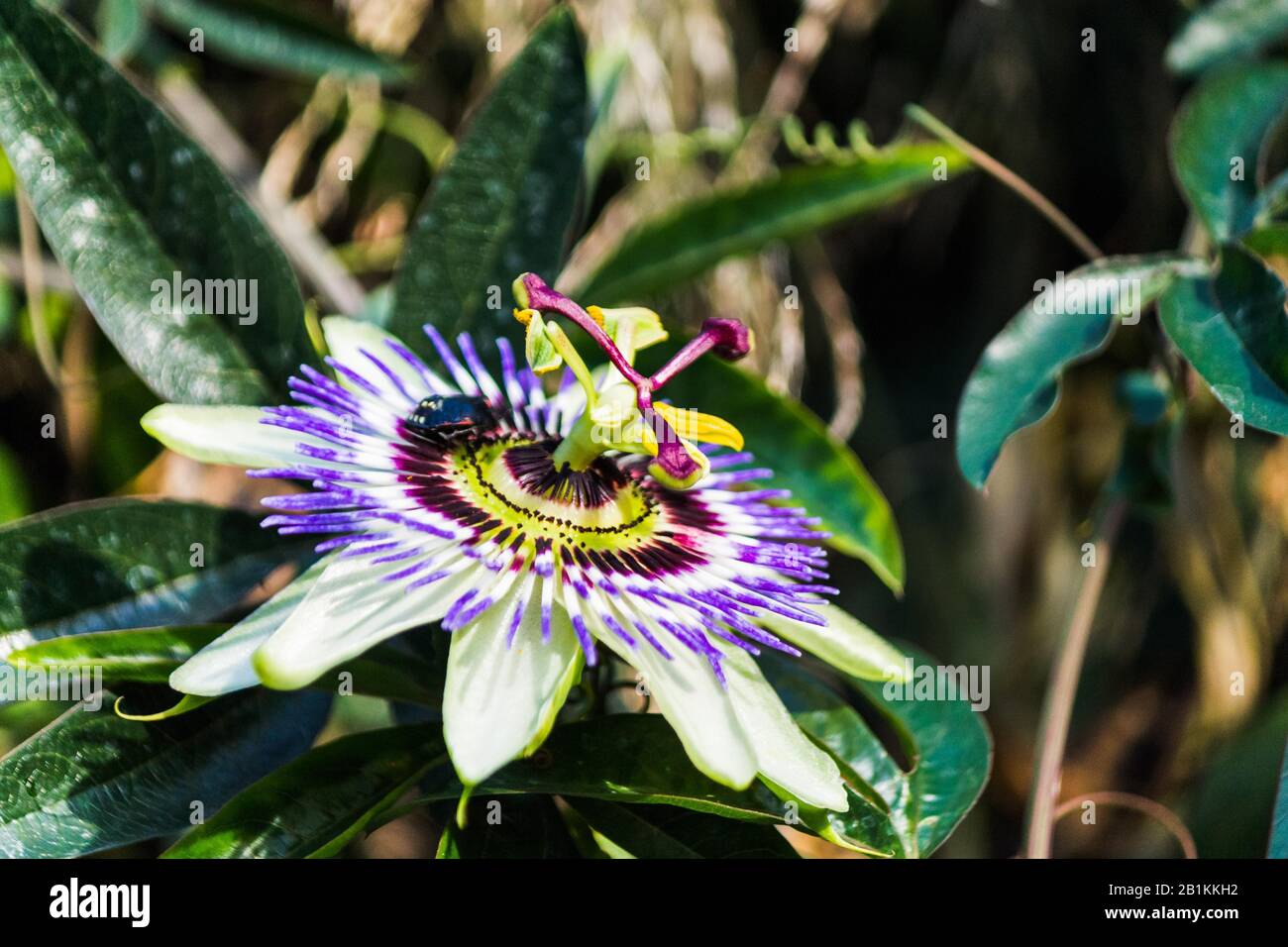 Violet jungle flower hi-res stock photography and images - Alamy