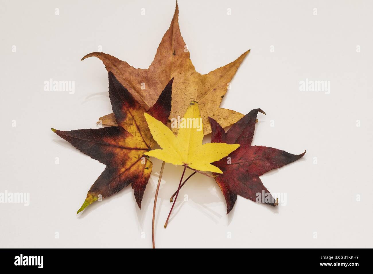five-pointed leaves with autumn colors Stock Photo - Alamy