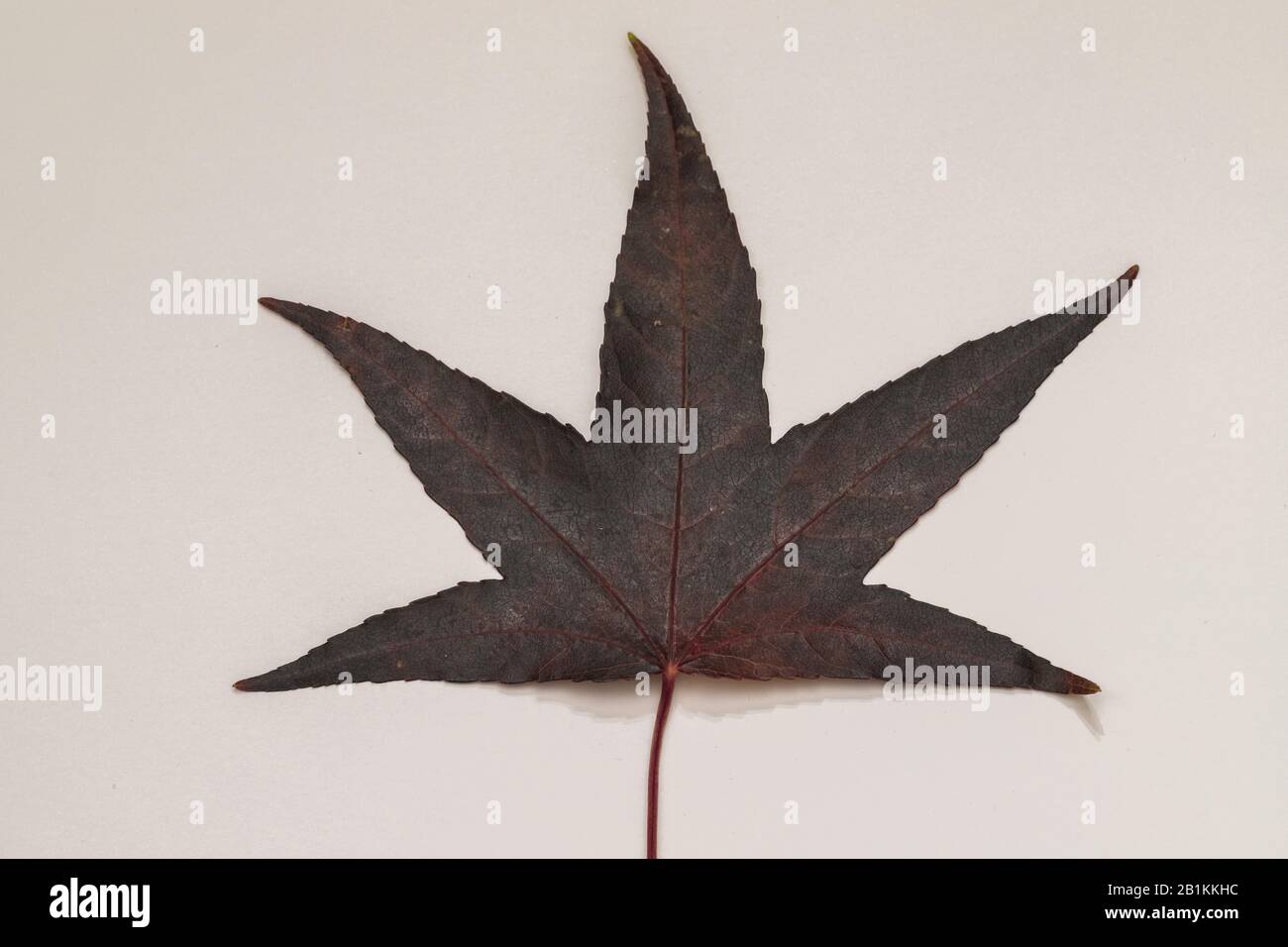 five-pointed leaves with autumn colors Stock Photo - Alamy