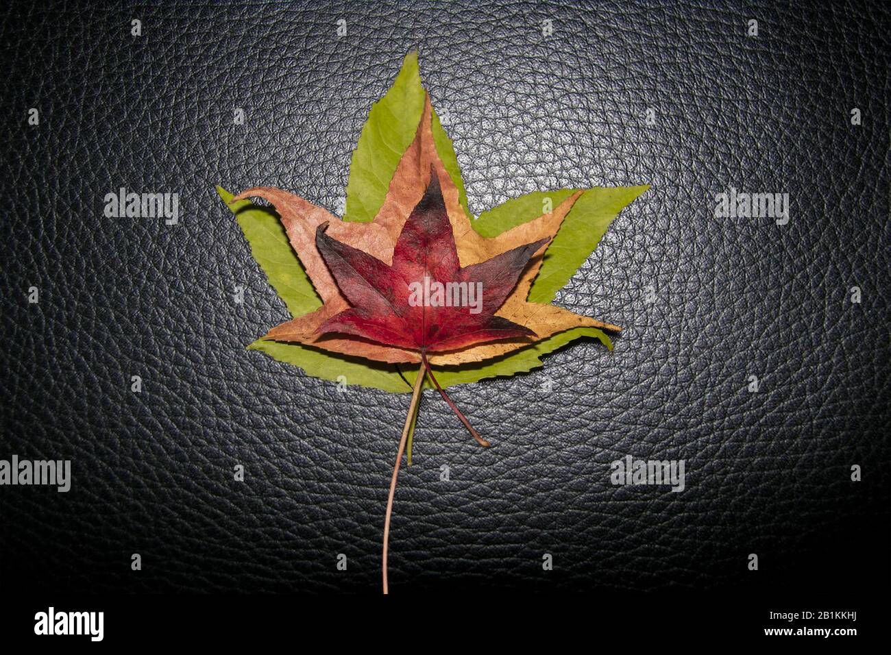 Five pointed maple hi-res stock photography and images - Alamy