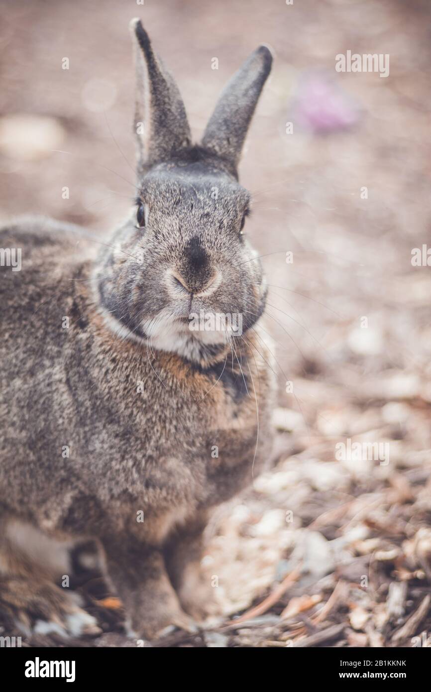 Gray and white bunny rabbit in garden for Easter Spring soft vintage ...