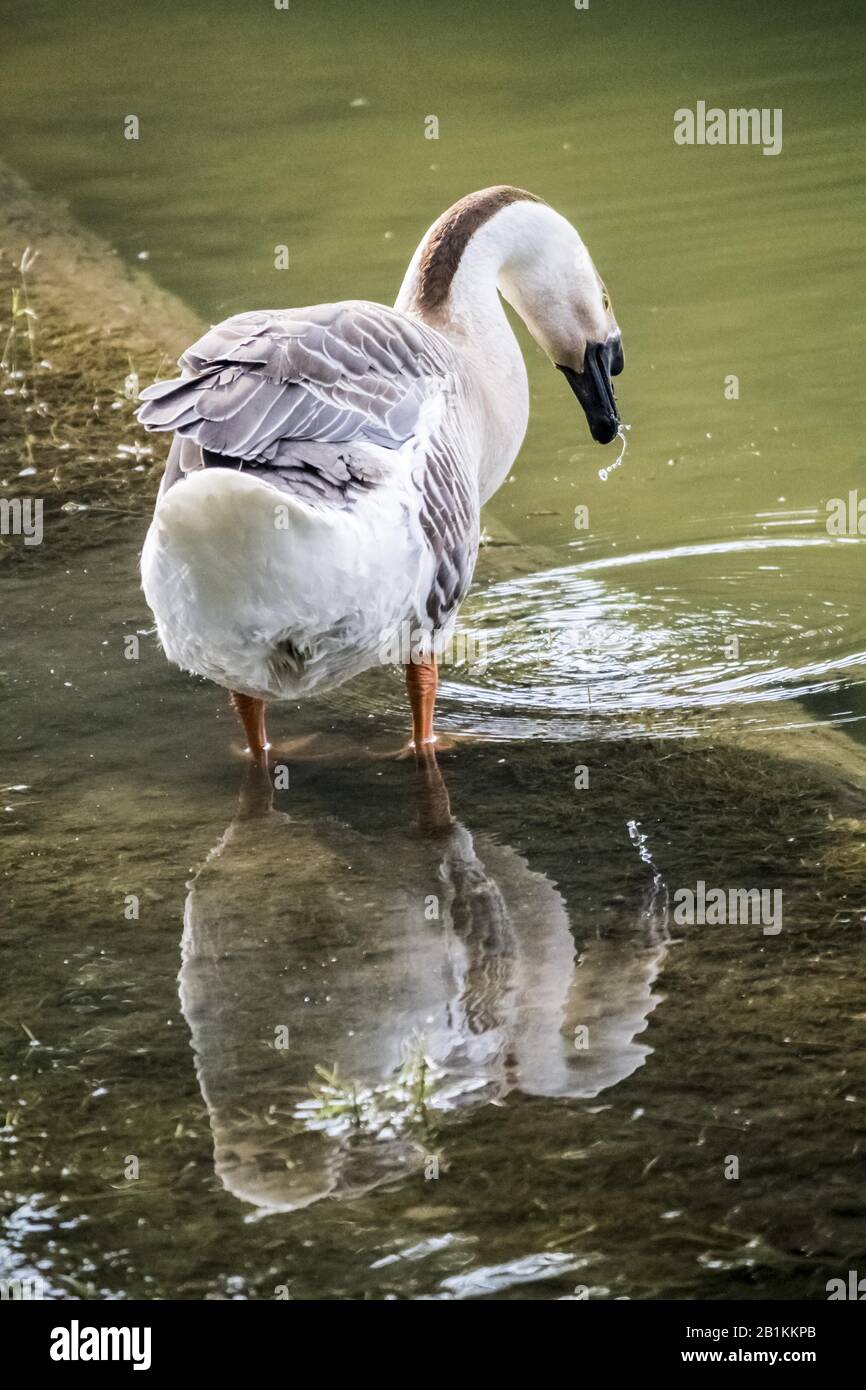 Goose feathers hi-res stock photography and images - Alamy