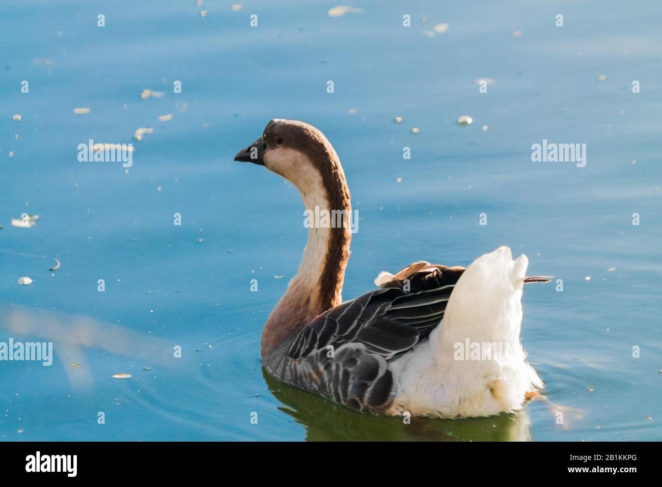 Canada goose tail feathers hi-res stock photography and images - Alamy