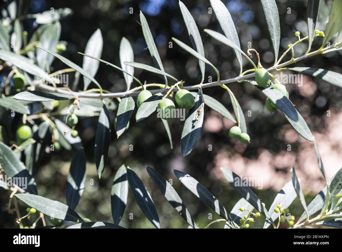 Olive Kernel Oil High Resolution Stock Photography and Images - Alamy
