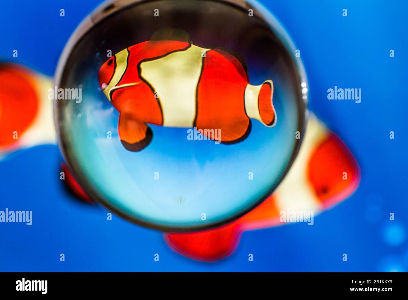 Spherical fish hi-res stock photography and images - Alamy
