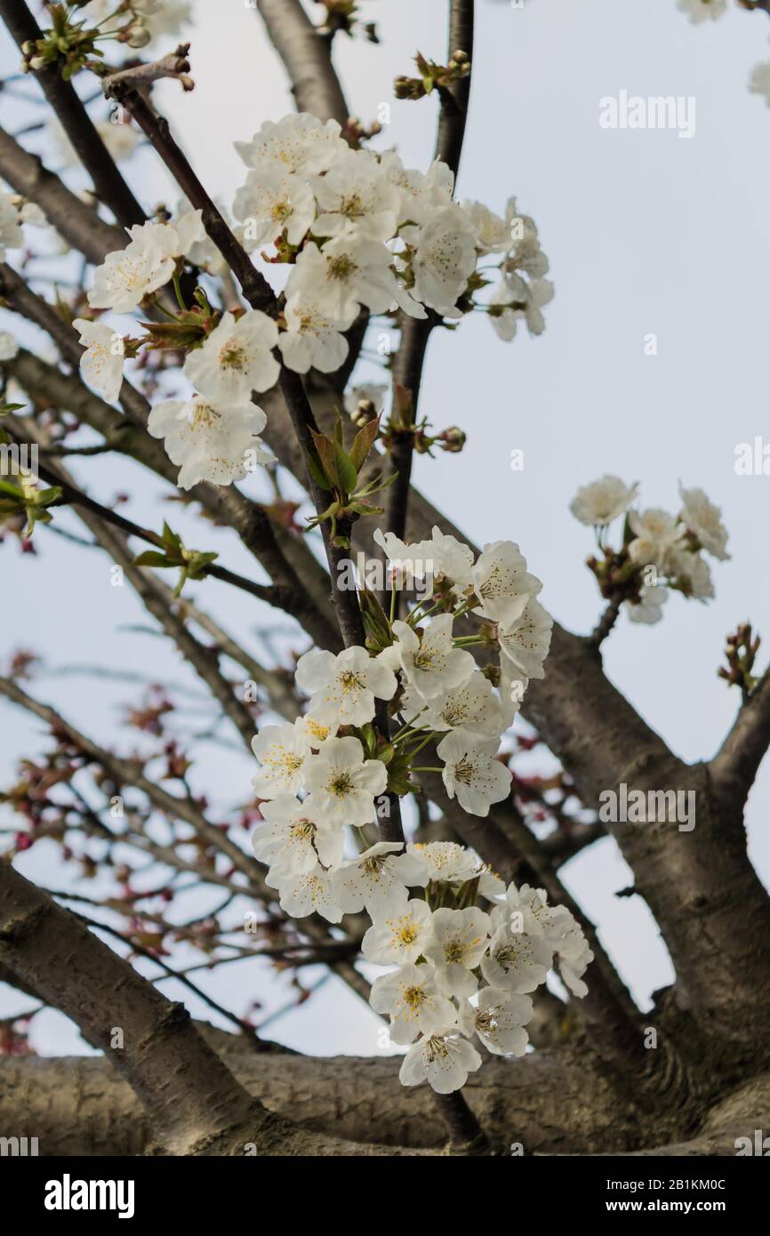 Spring rebirth hi-res stock photography and images - Alamy