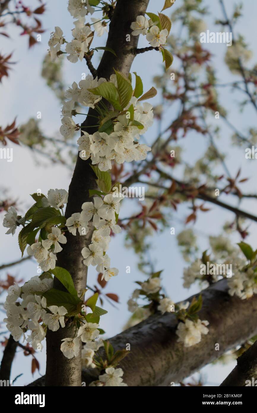 Flourish tree hi-res stock photography and images - Alamy
