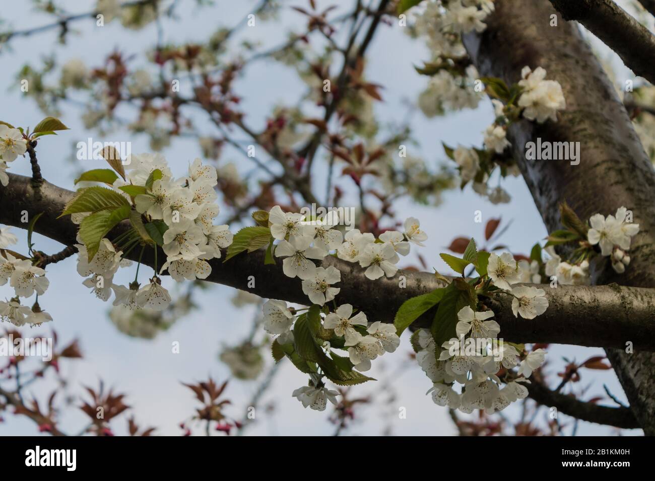 Tree shoots white flowers hi-res stock photography and images - Alamy