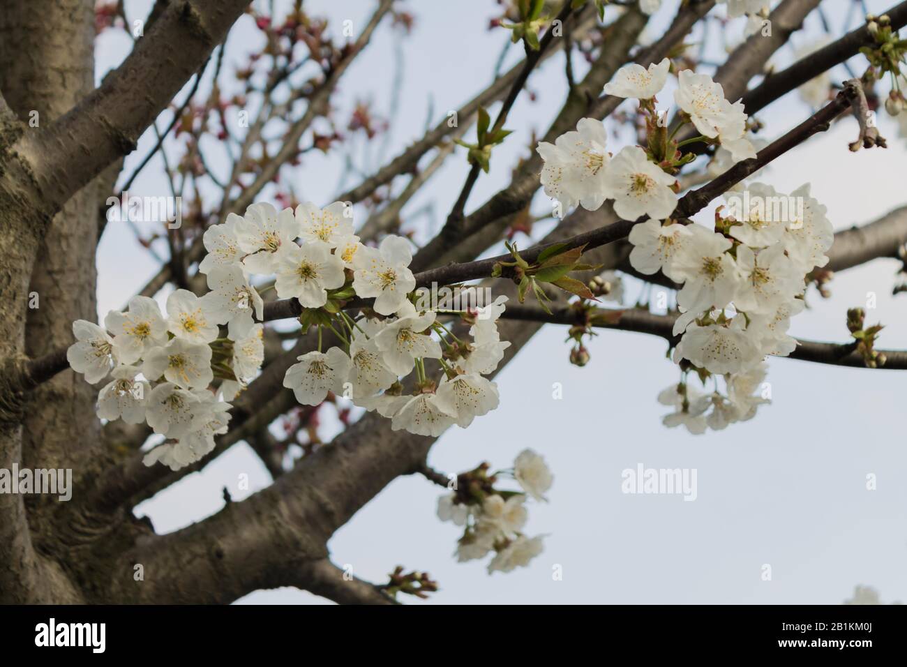 Birth branches hi-res stock photography and images - Alamy