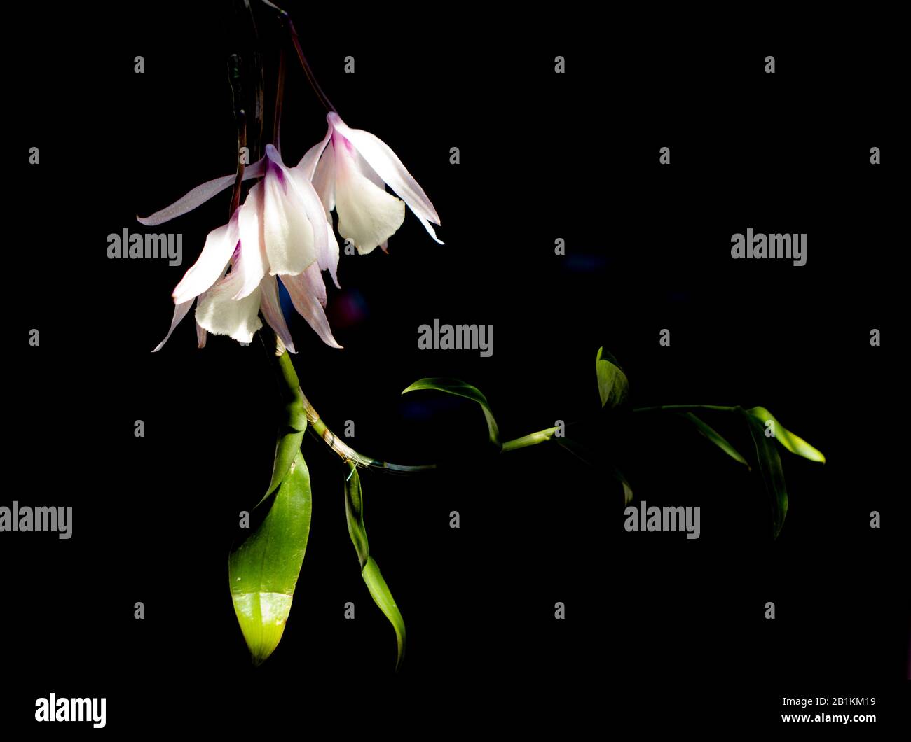 Flowers erase the backdrop on the round looking gardens bokeh Stock ...