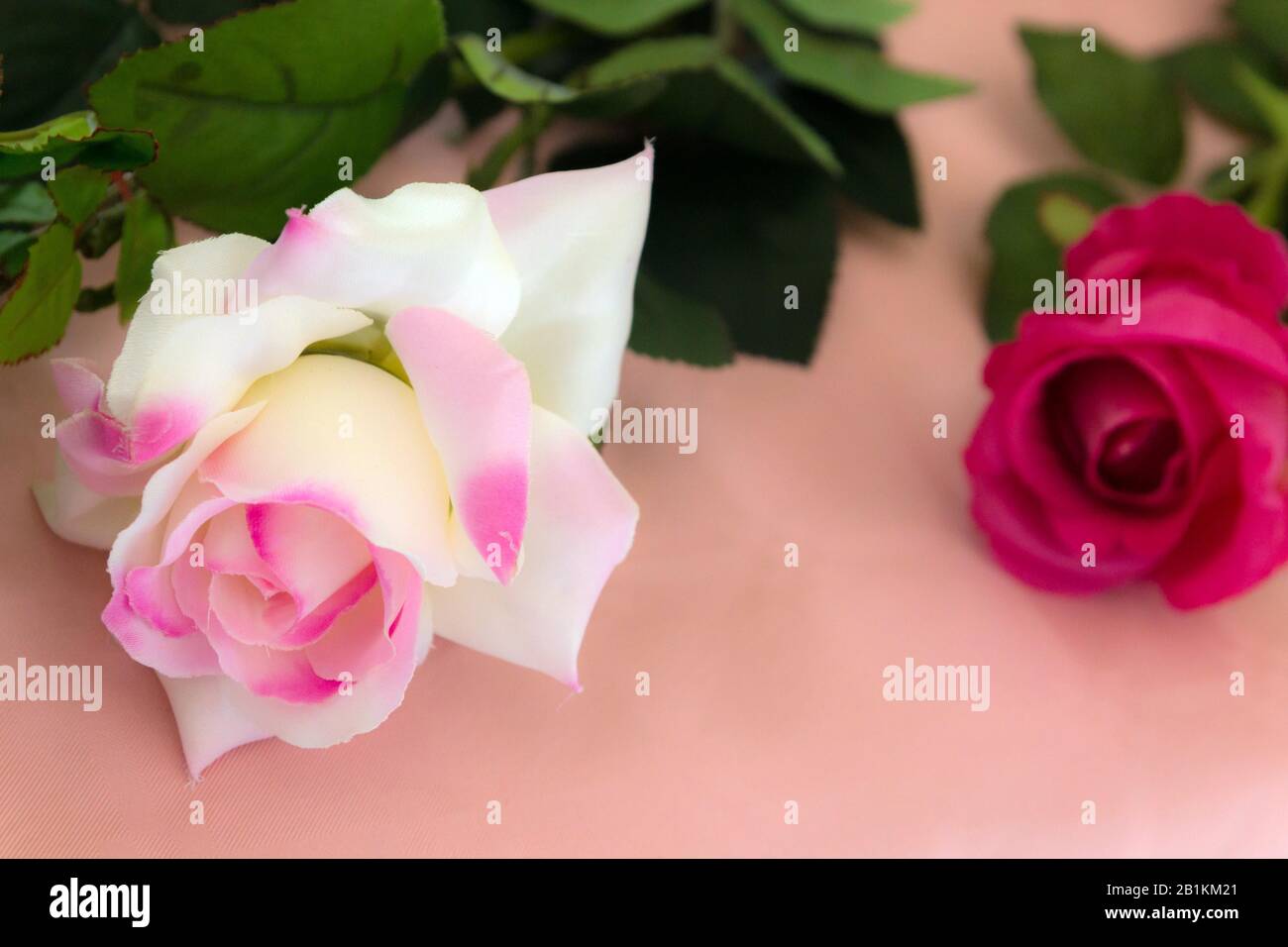 white and red rose Stock Photo - Alamy