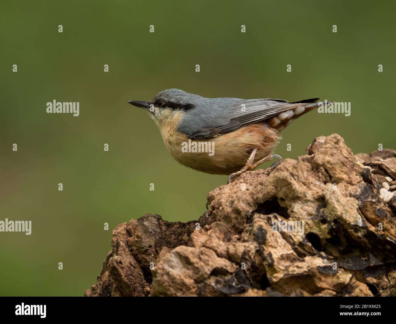Singing nuthatch hi-res stock photography and images - Alamy