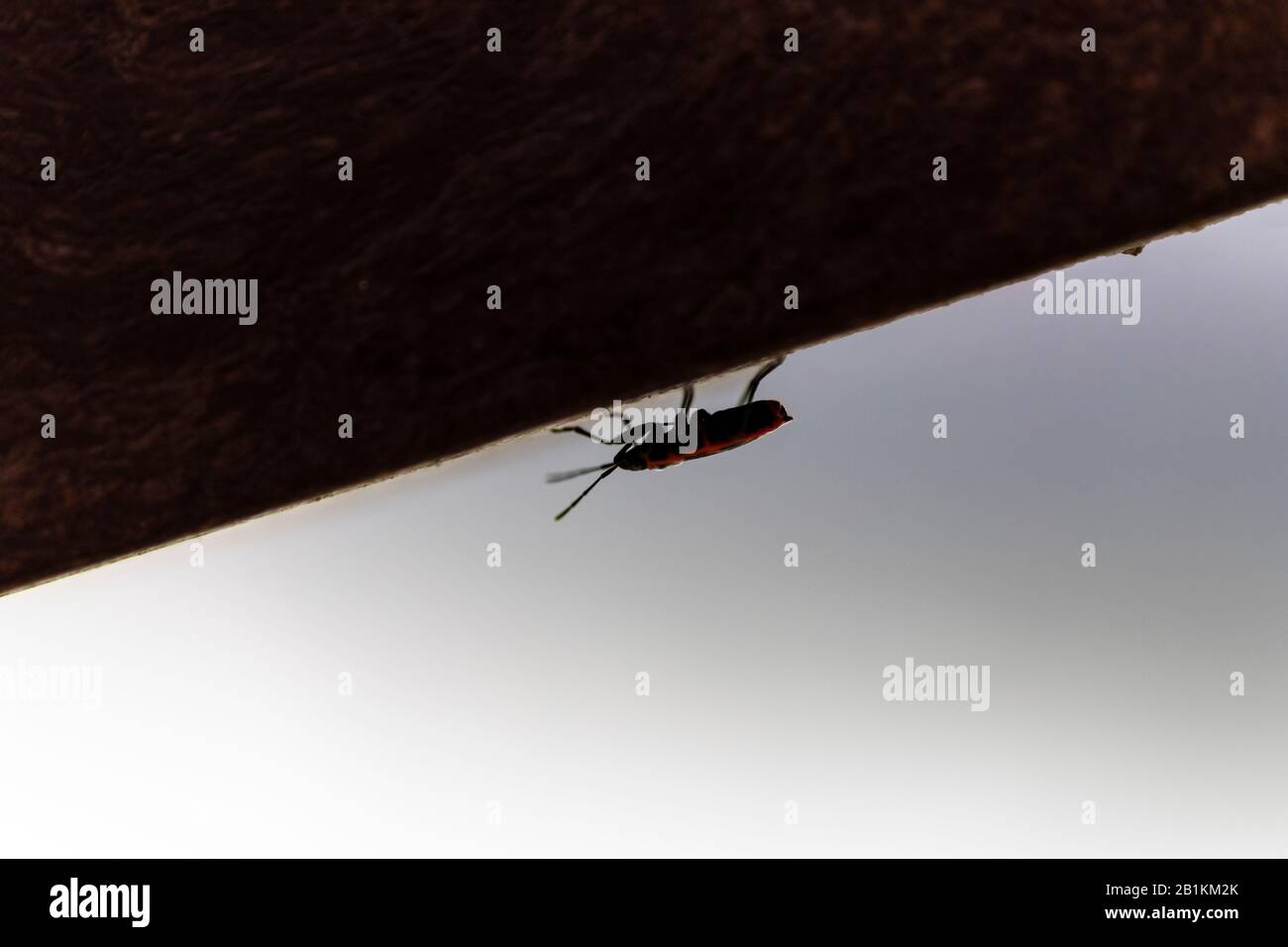 Insect walking upside down hi-res stock photography and images - Alamy