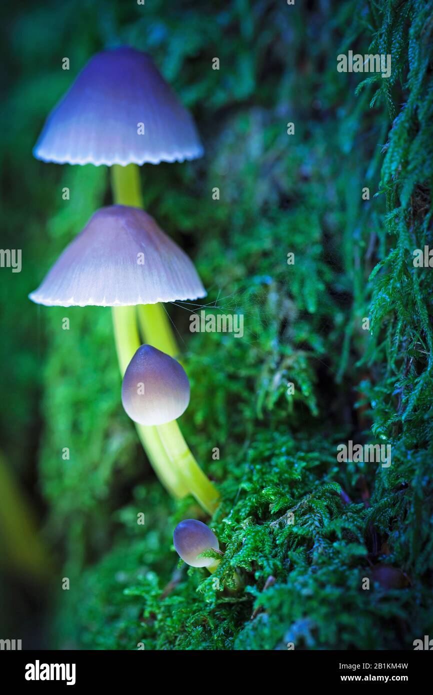 mushrooms with increasing height - close up Stock Photo - Alamy