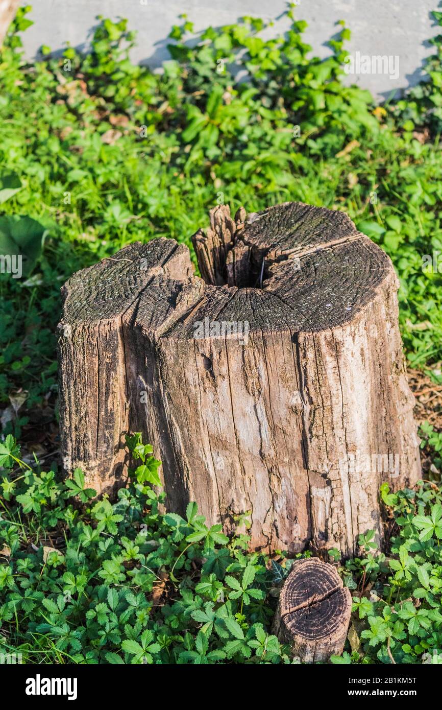 Tree root banyan water hi-res stock photography and images - Alamy