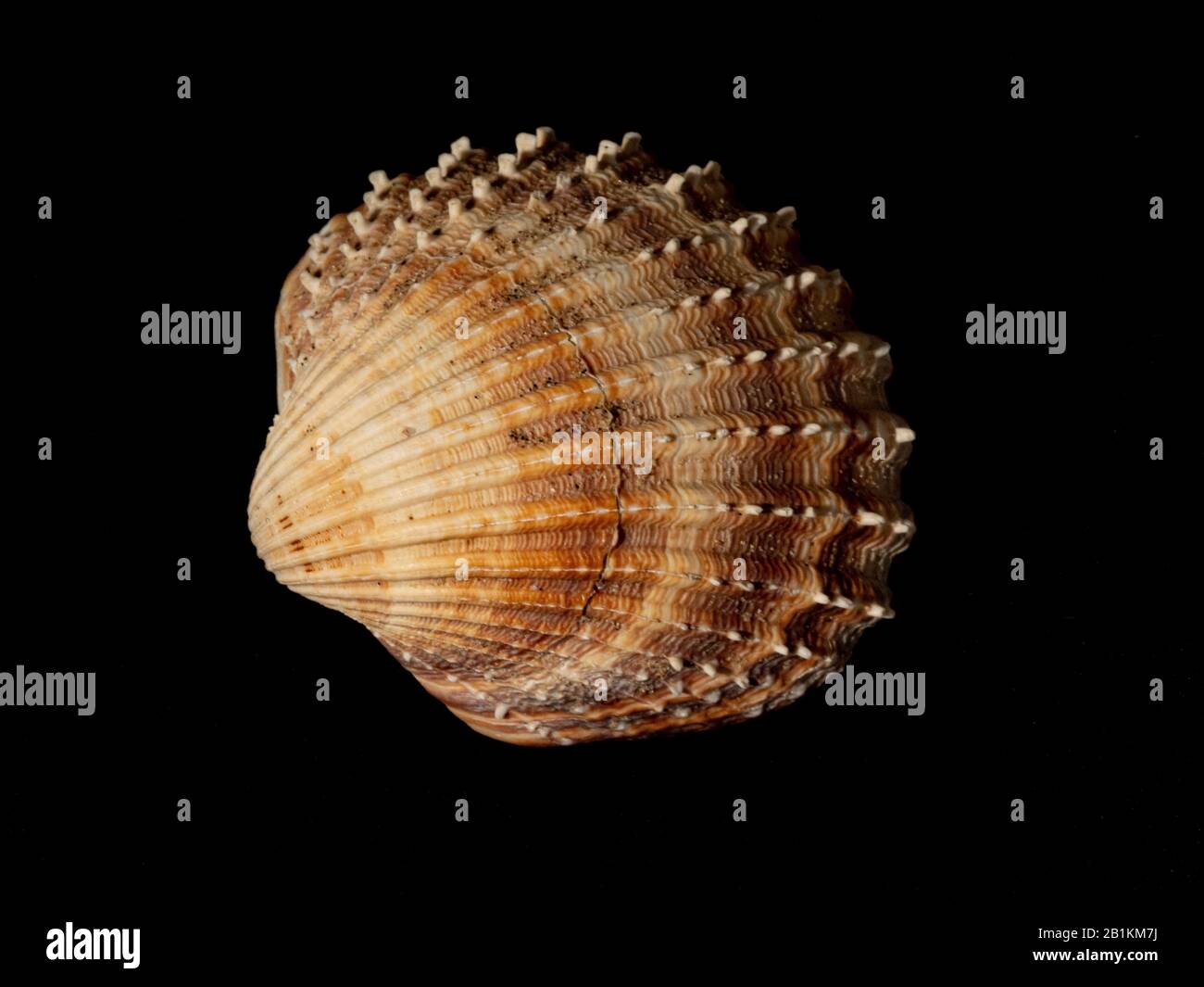 Prickly Cockle Shell Stock Photo - Alamy
