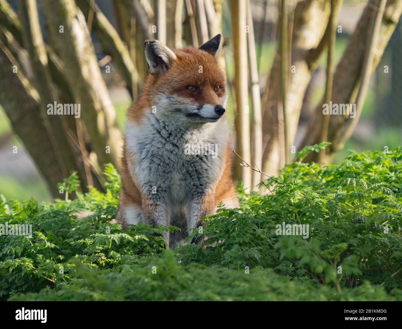 Red Fox (Vulpes vulpes Stock Photo - Alamy