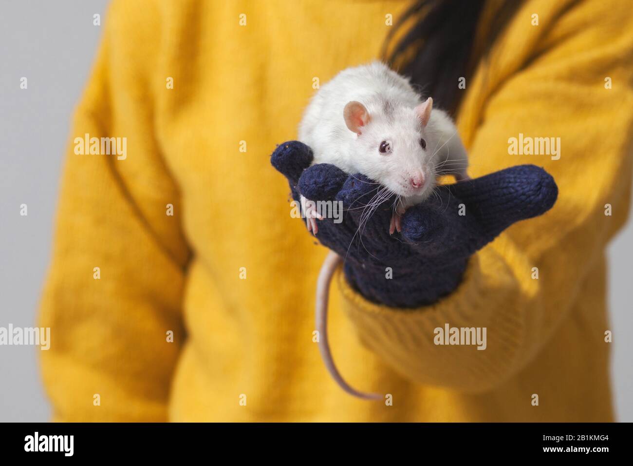 White rat is sitting in the hands. The hands that hold the rat wear ...