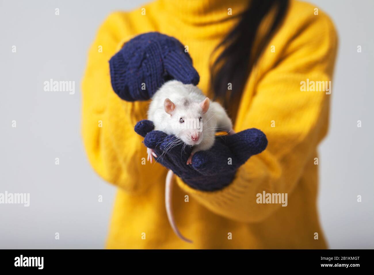 White rat is sitting in the hands. The hands that hold the rat wear ...