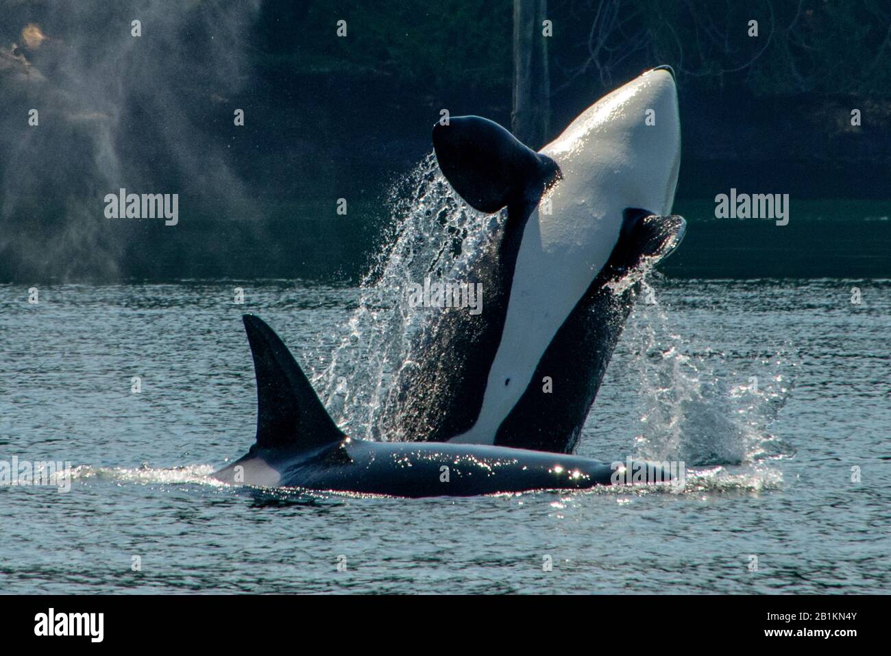 Jumping Orcas in the Saanich Inlet, Vancouver Island, North-America ...