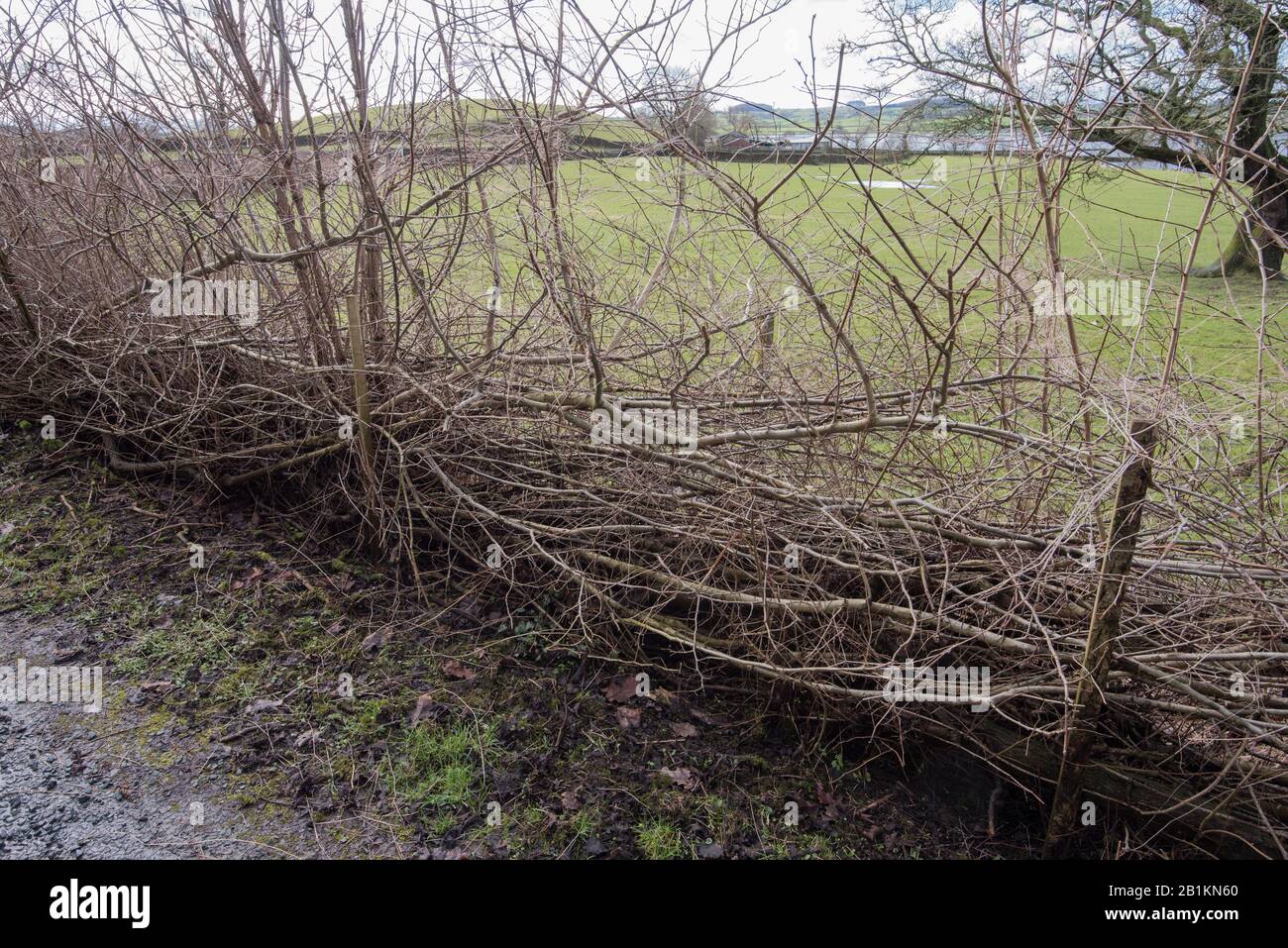 Hedge effect hi-res stock photography and images - Alamy