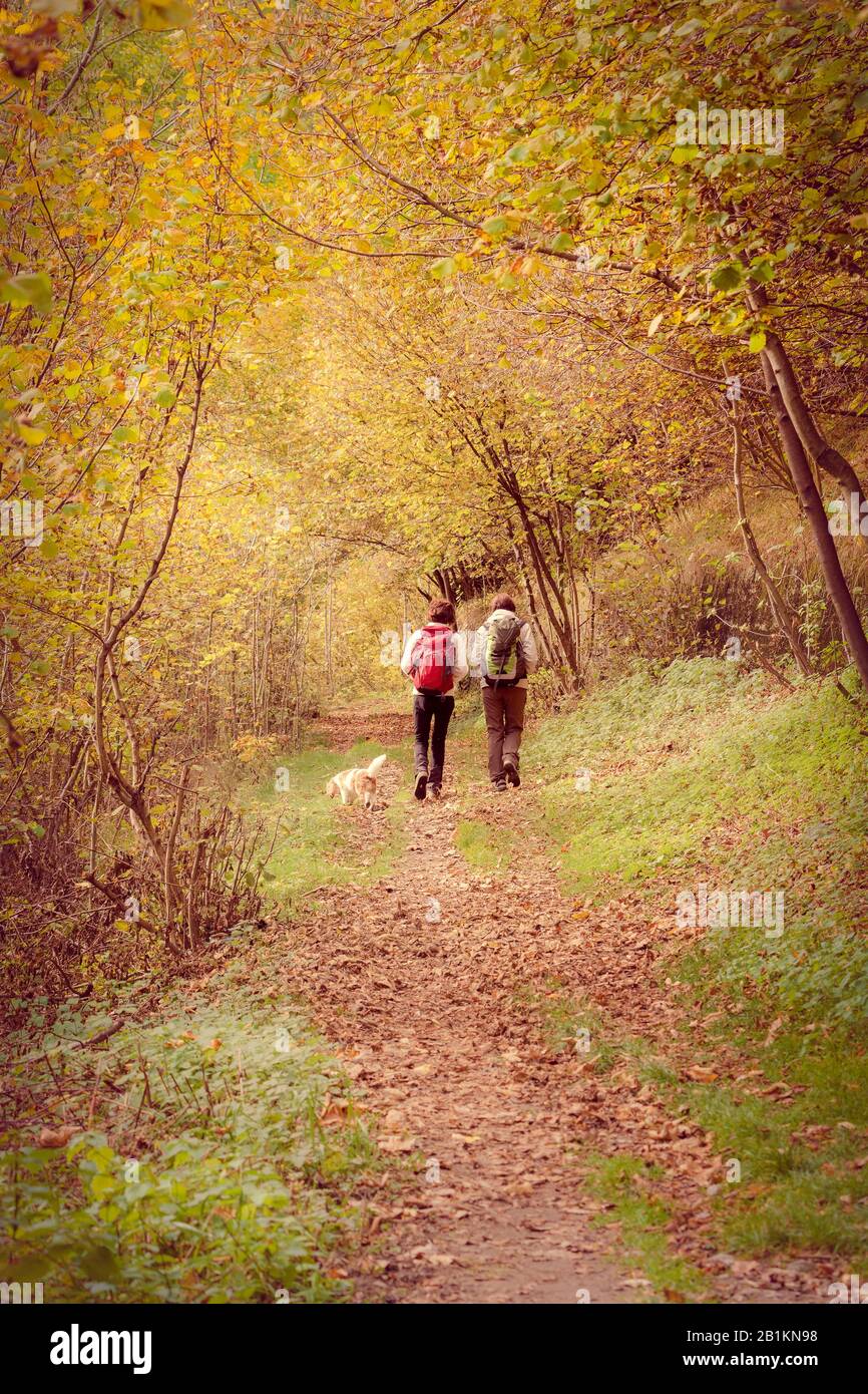 autumn walk in the woods Stock Photo - Alamy