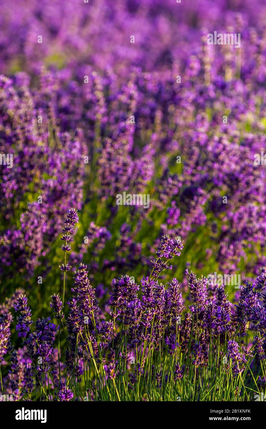 lavender; field; shoreham; castle farm; kent; england; uk Stock Photo ...