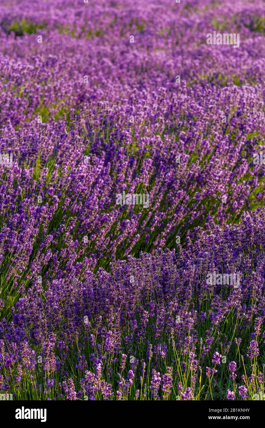 lavender; field; shoreham; castle farm; kent; england; uk Stock Photo ...