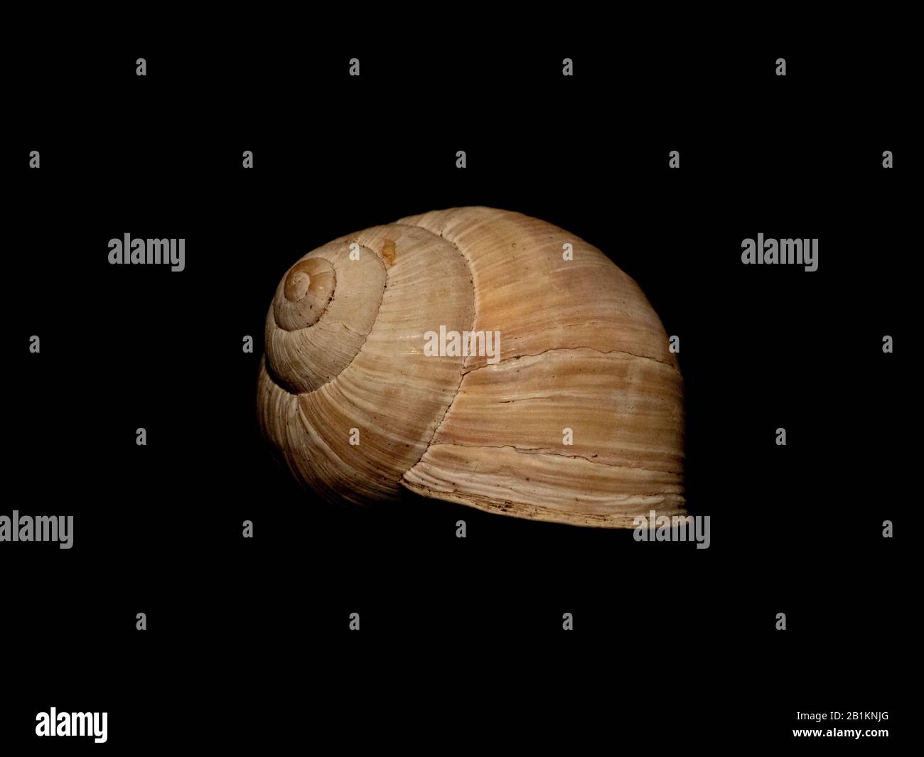 Roman Snail Shell Stock Photo - Alamy