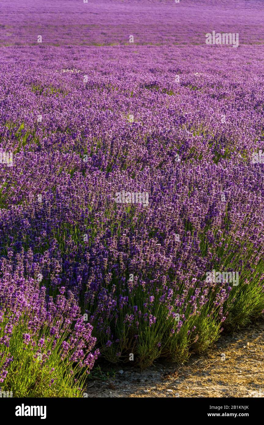 lavender; field; shoreham; castle farm; kent; england; uk Stock Photo ...