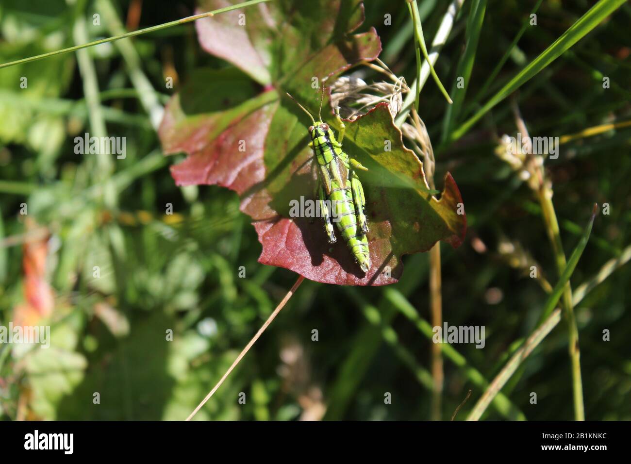 Green insect italy hi-res stock photography and images - Alamy