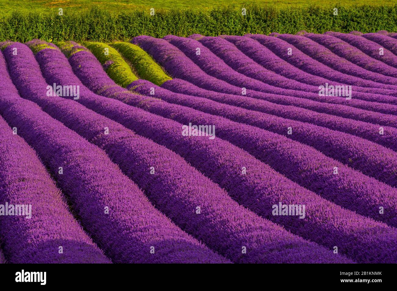 lavender; field; shoreham; castle farm; kent; england; uk Stock Photo ...