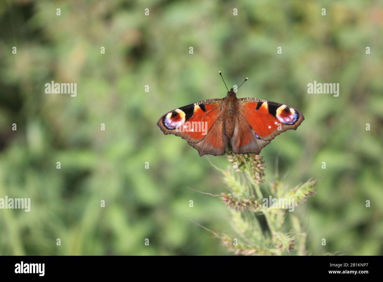 Multicolour insect hi-res stock photography and images - Alamy