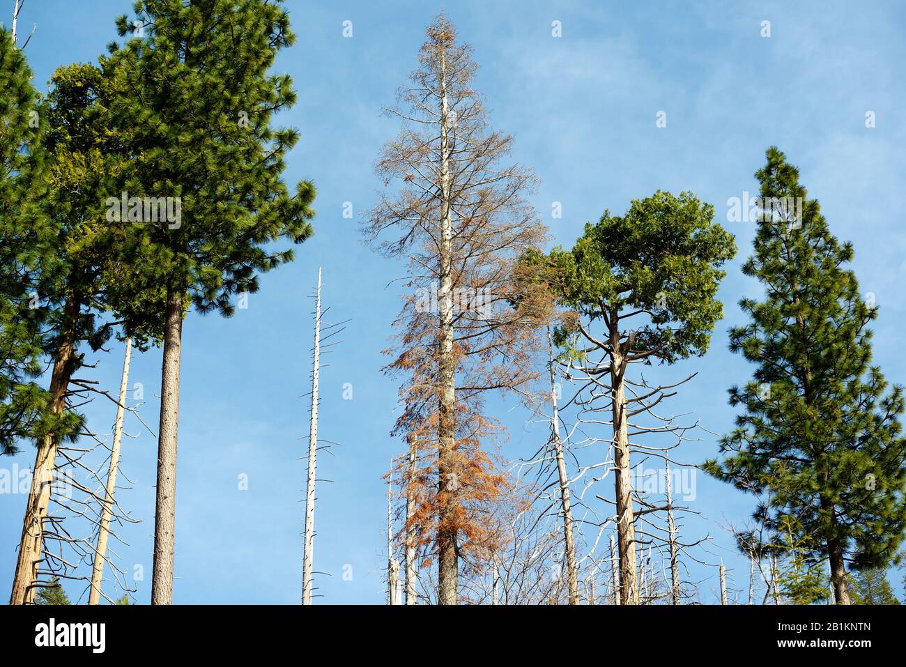 Dead redwood tree hi-res stock photography and images - Alamy