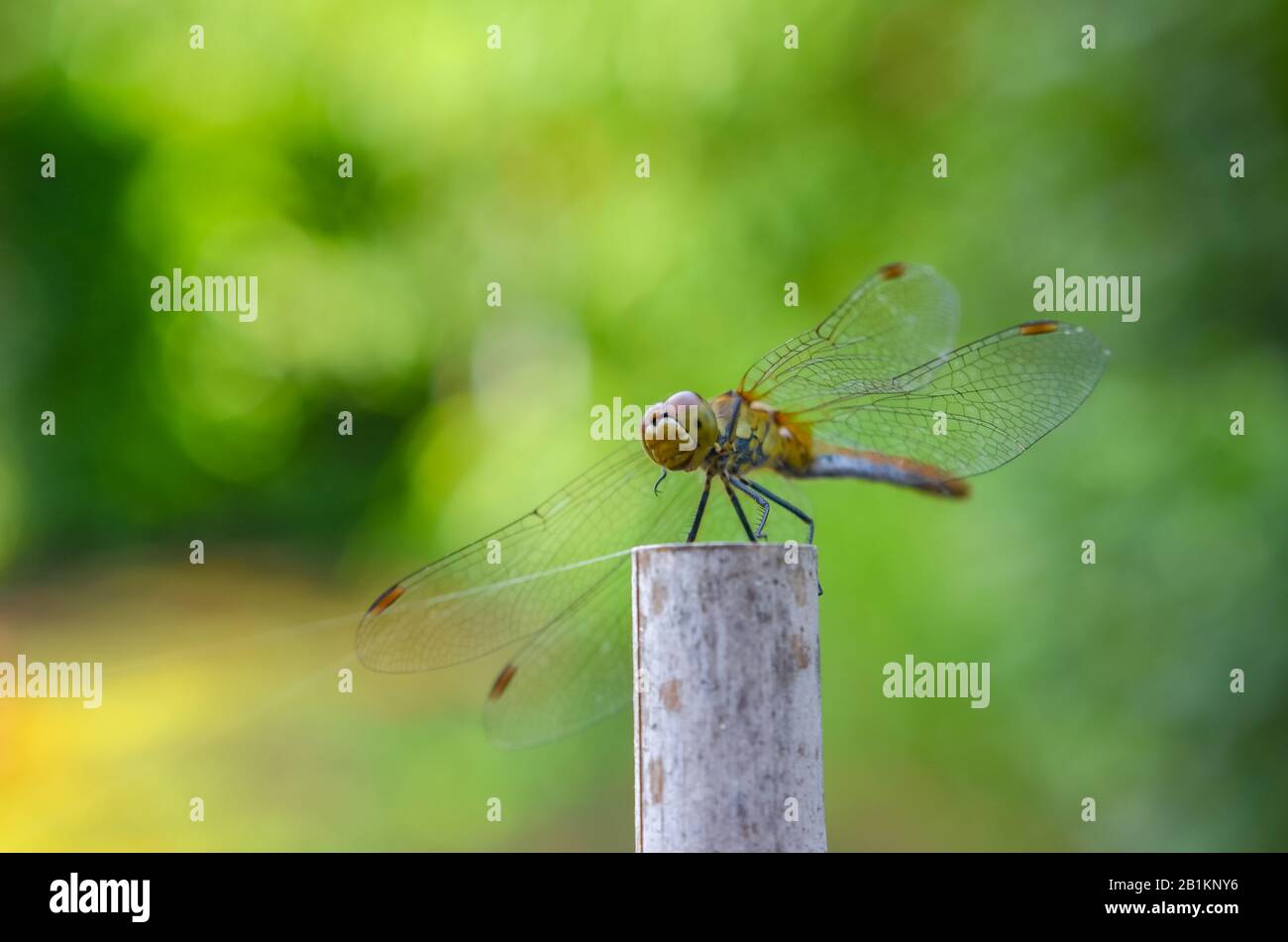 Dragonfly lovers hi-res stock photography and images - Alamy