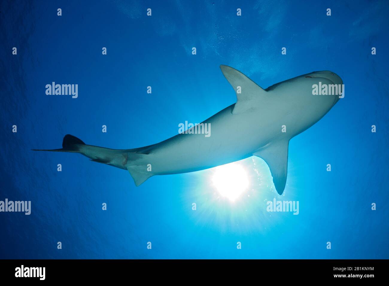 Tiger Shark, Galeocerdo cuvier, Moorea, French Polynesia Stock Photo ...