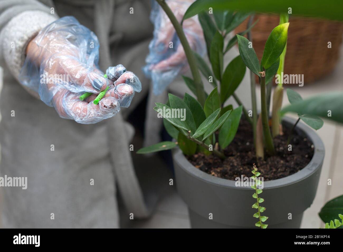 Fertilizers for home plants. Gloved hands putting fertilizer into the ...