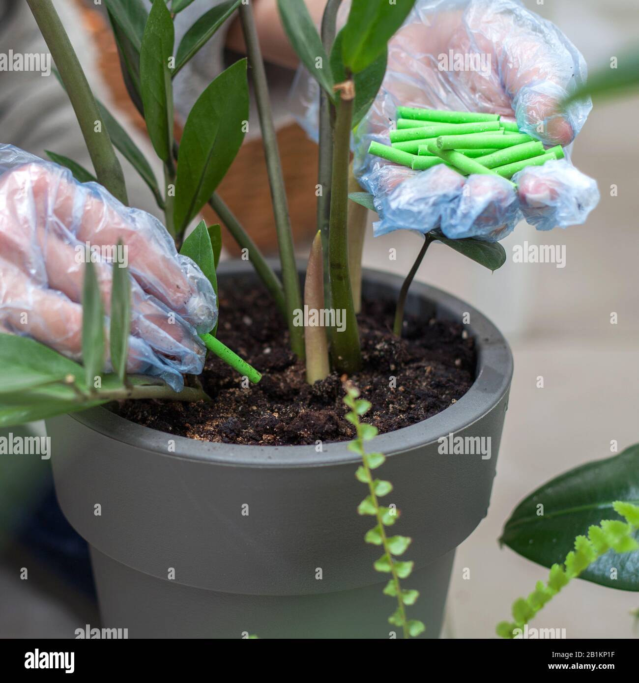 Fertilizers for home plants. Gloved hands putting fertilizer into the ...