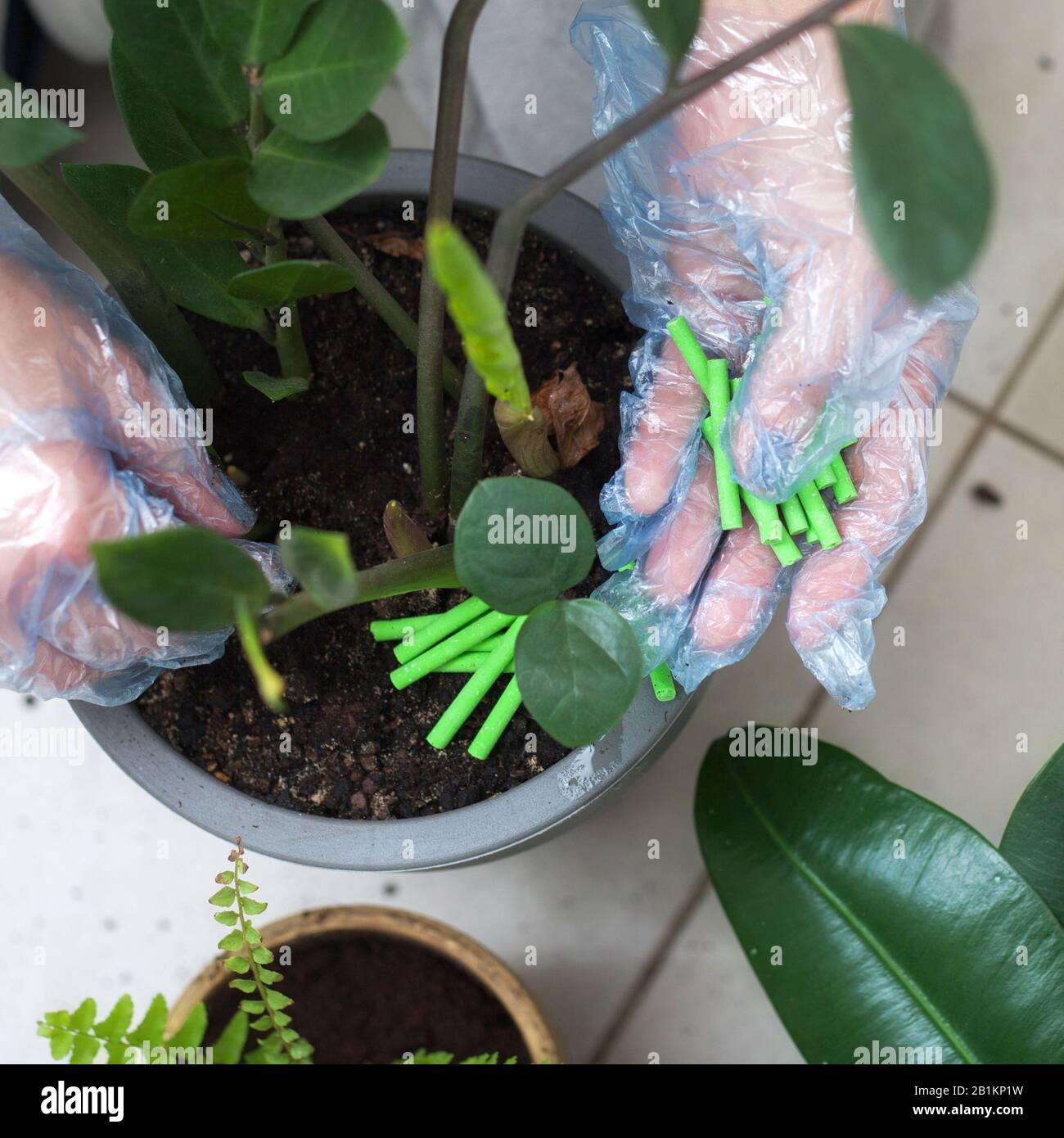 Fertilizers for home plants. Gloved hands putting fertilizer into the ...