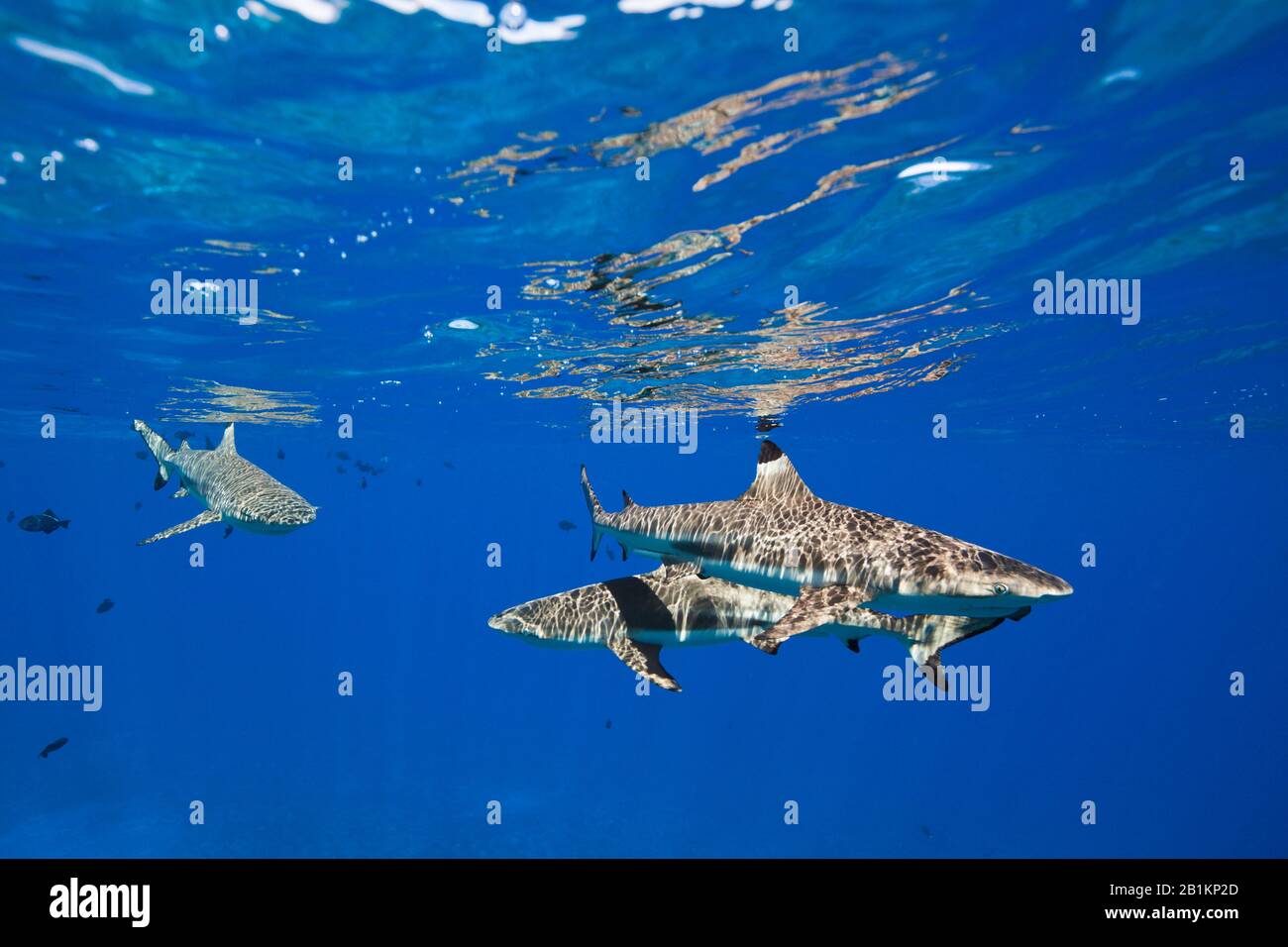 Shark side view hi-res stock photography and images - Alamy