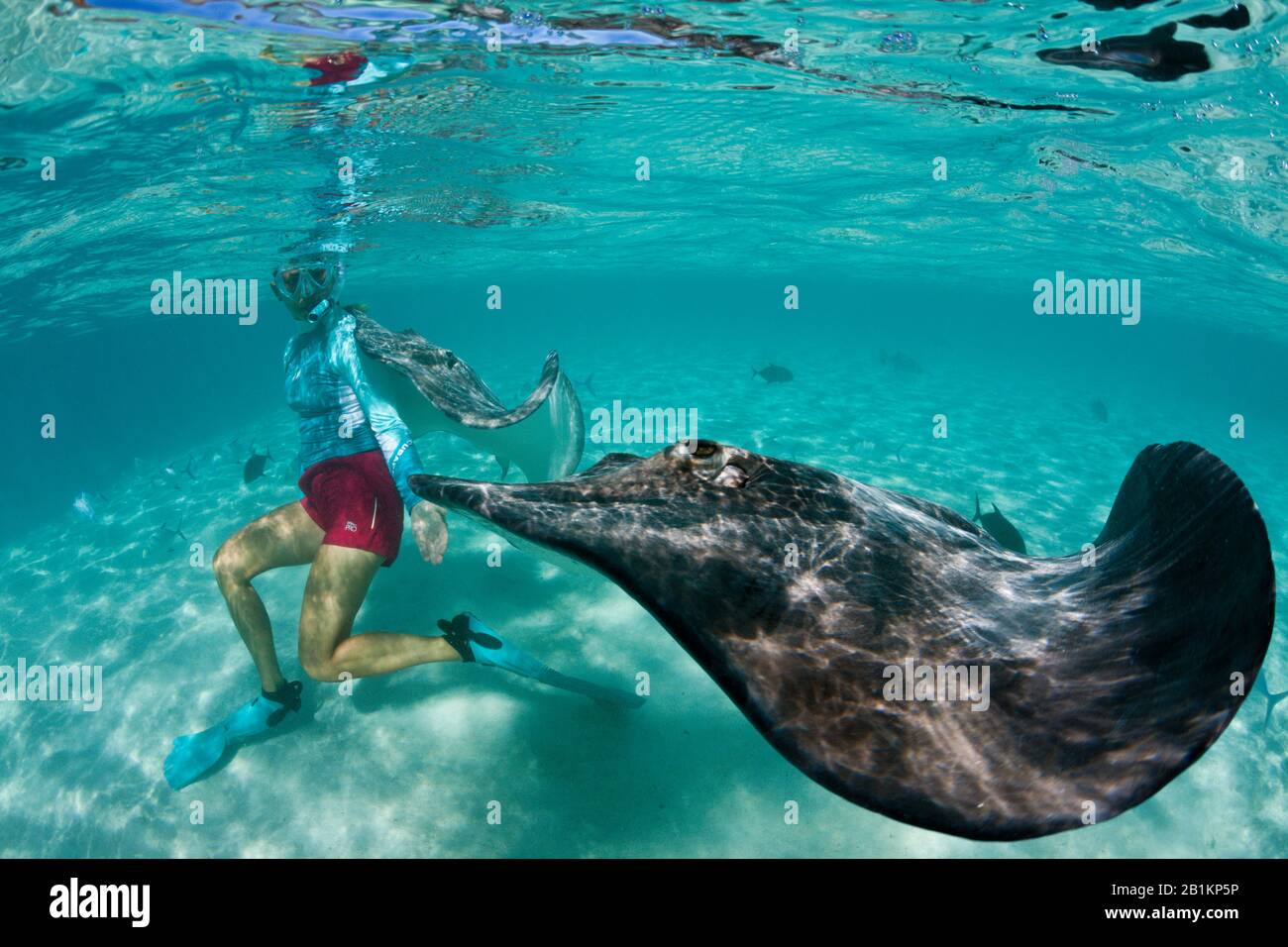 Snorkeling with Pink Whipray in Lagoon, Pateobatis fai, Moorea, French ...