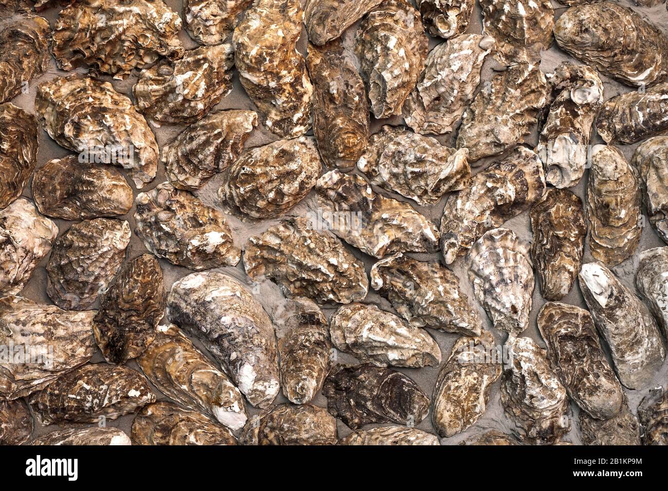 Texture of oyster shells on the wall. Background from mollusk shells ...