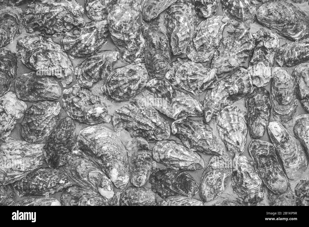 Oyster Shell Texture