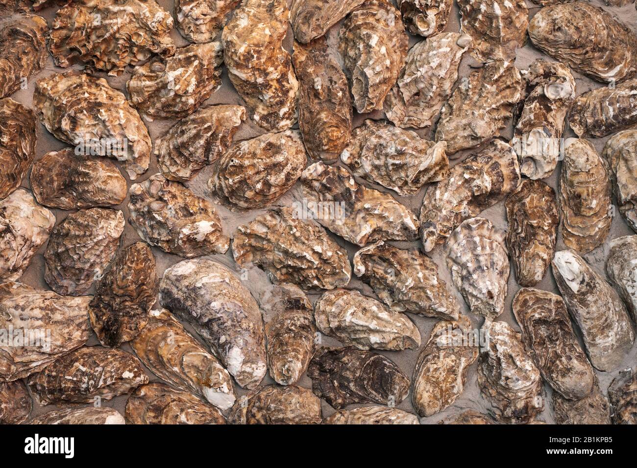 Texture of oyster shells on the wall. Background from mollusk shells ...