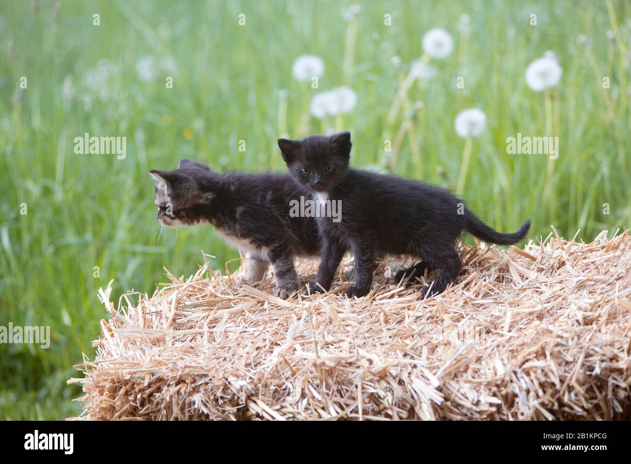 Two young kitten sitting on a bale of hay Stock Photo - Alamy