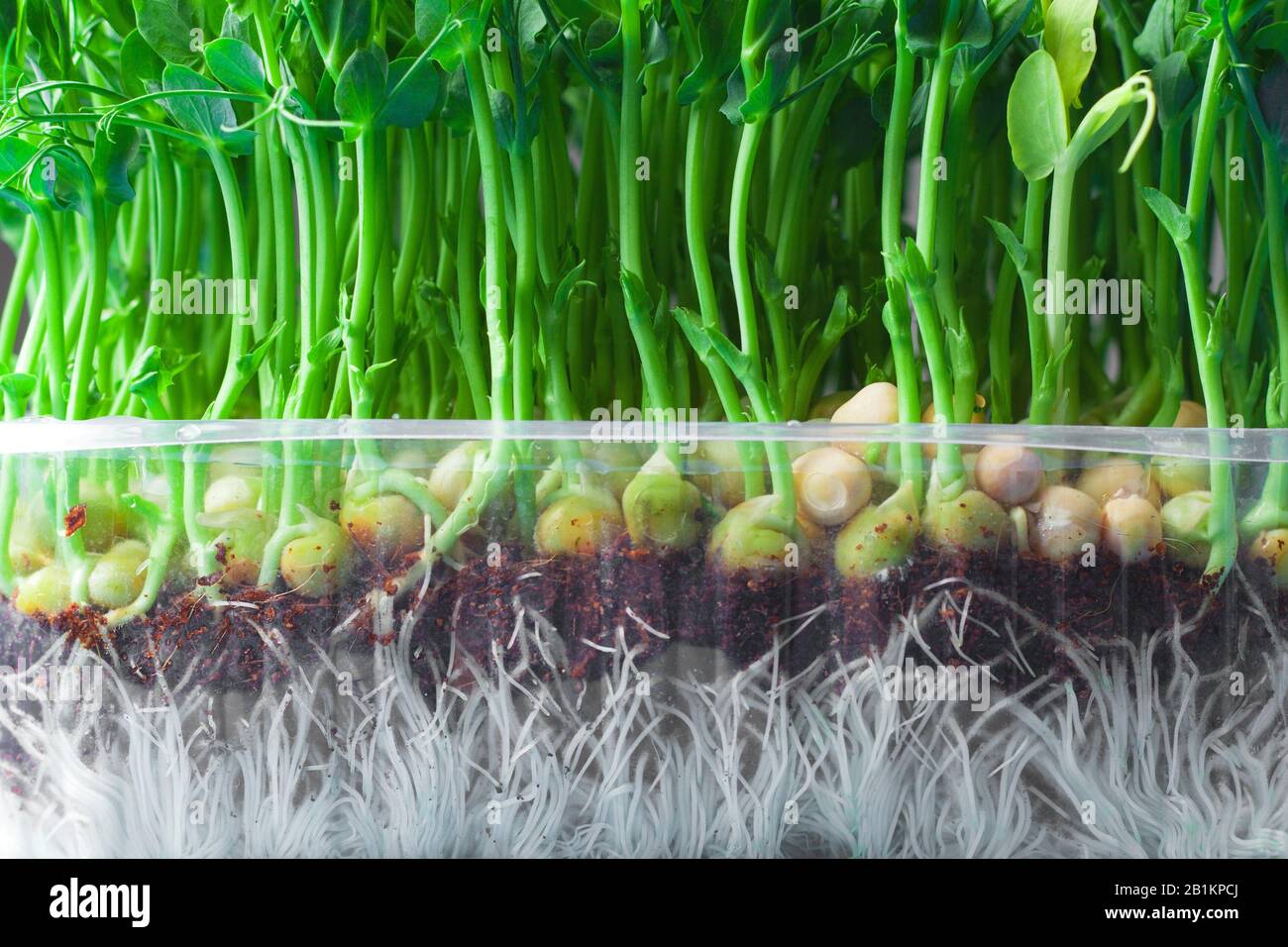 Young vegetable pea sprouts, microgreen close-up. organic micro sprouts ...