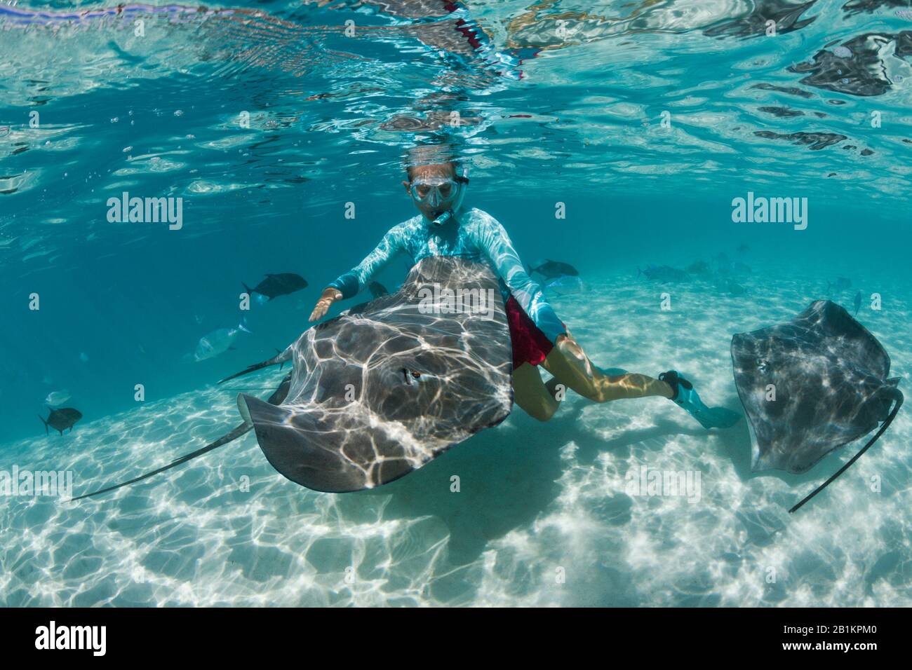 Snorkeling with Pink Whipray in Lagoon, Pateobatis fai, Moorea, French ...